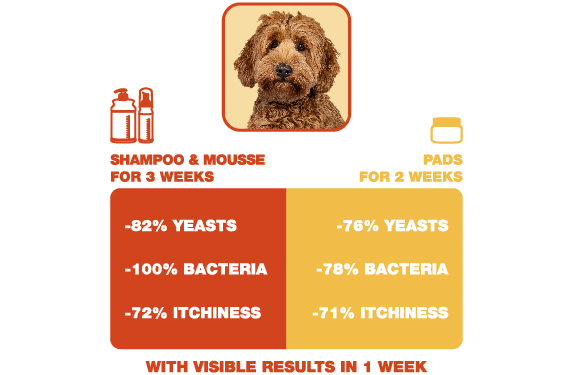 Douxo® Routine for Dogs Prone to Skin Infections: Cleanse & Protect